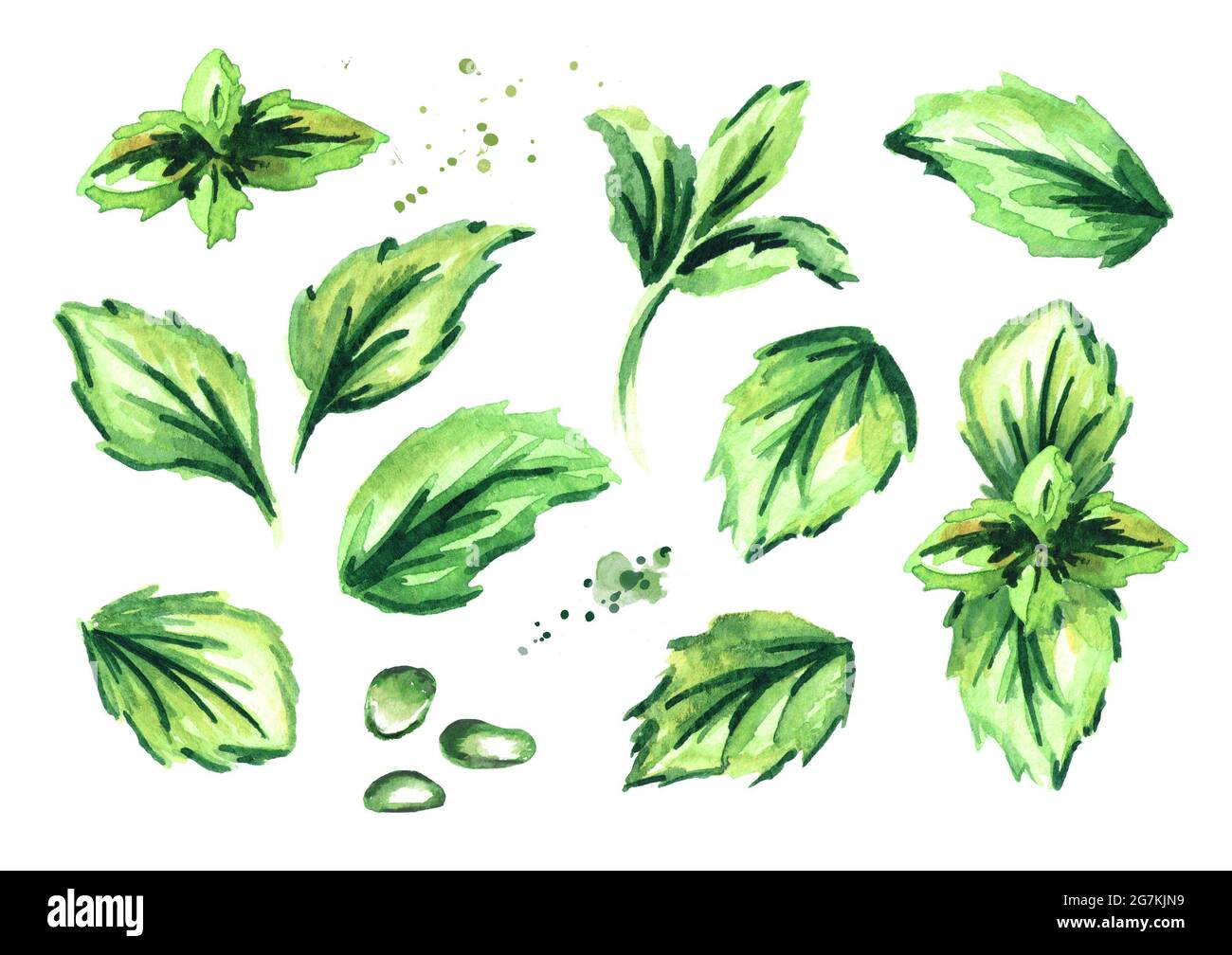 Peppermint set. Watercolor hand drawn illustration Stock Photo - Alamy