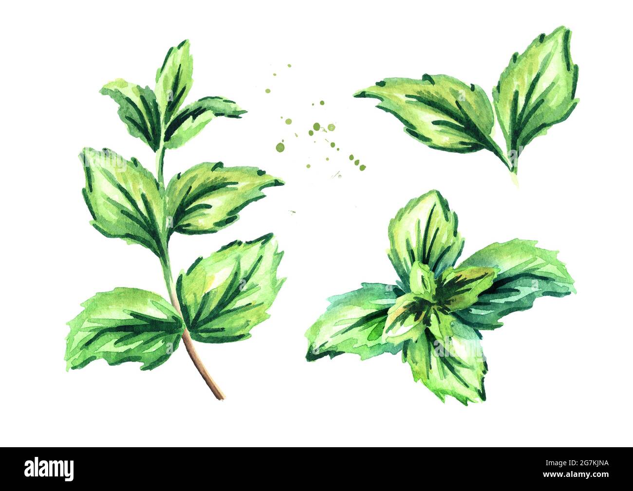 Peppermint plant set. Watercolor hand drawn collection Stock Photo - Alamy
