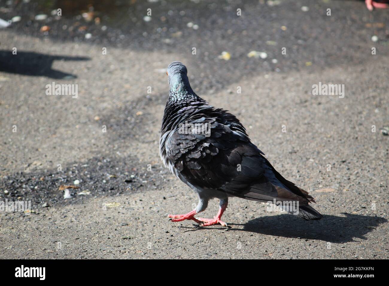 Cute fluffy pigeon standing in the sunlight on the ground Stock Photo ...