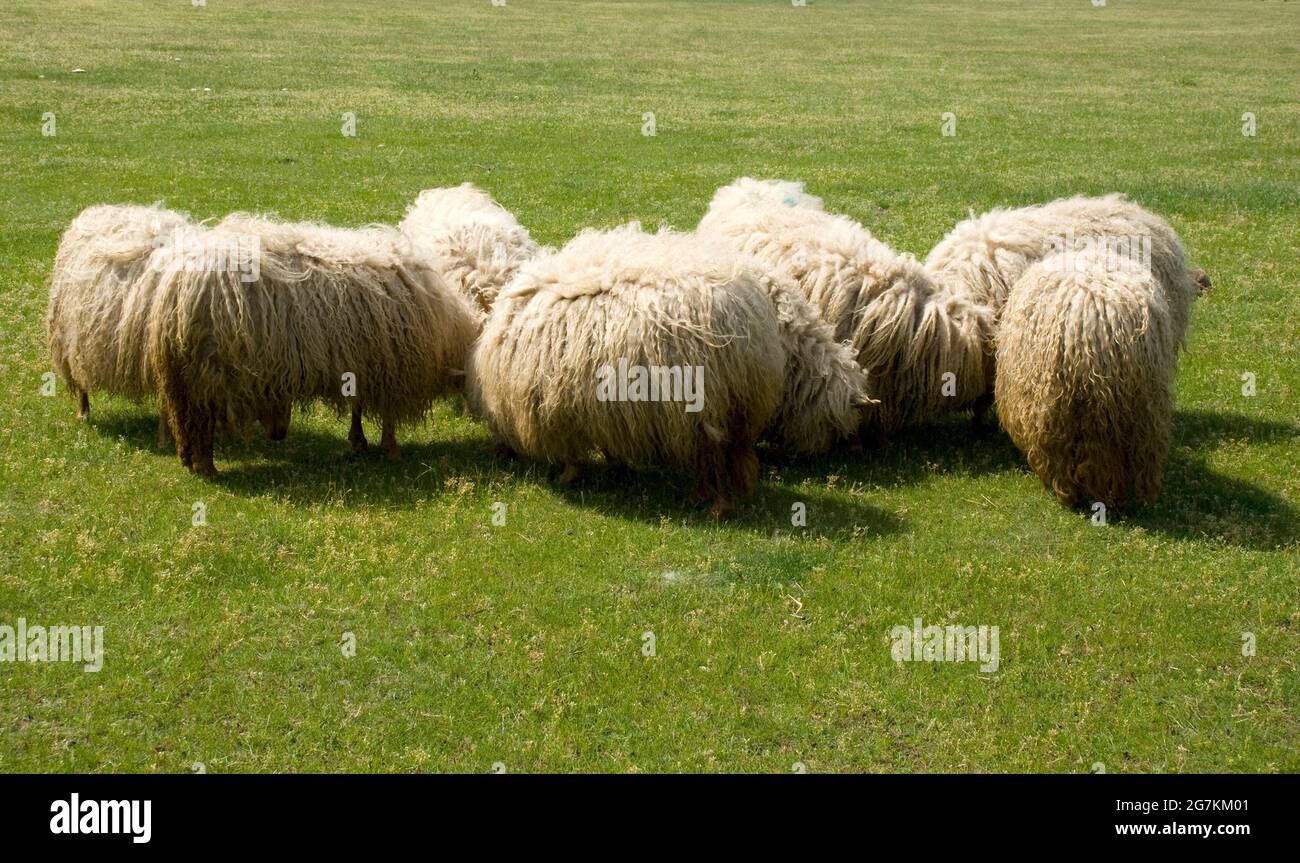 Torch sheep hi-res stock photography and images - Alamy