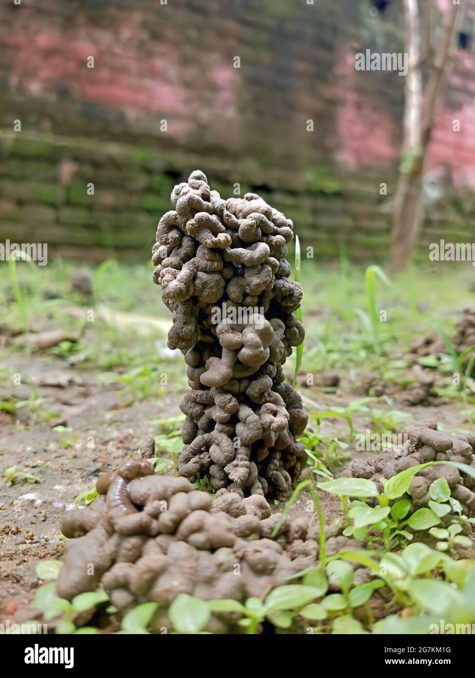 Earthworm hi-res stock photography and images - Alamy