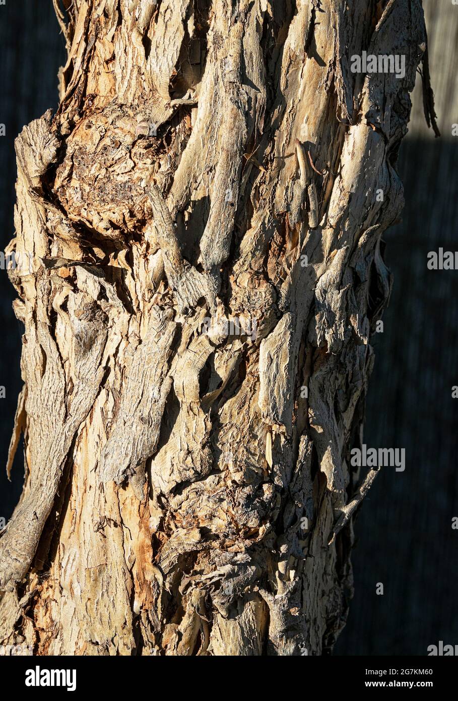 closeup of a California Peruvian pepper Schinus molle tree showing the ...