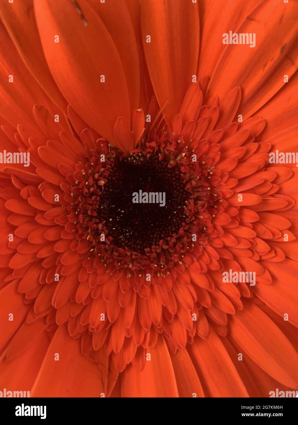 Floral core hi-res stock photography and images - Alamy