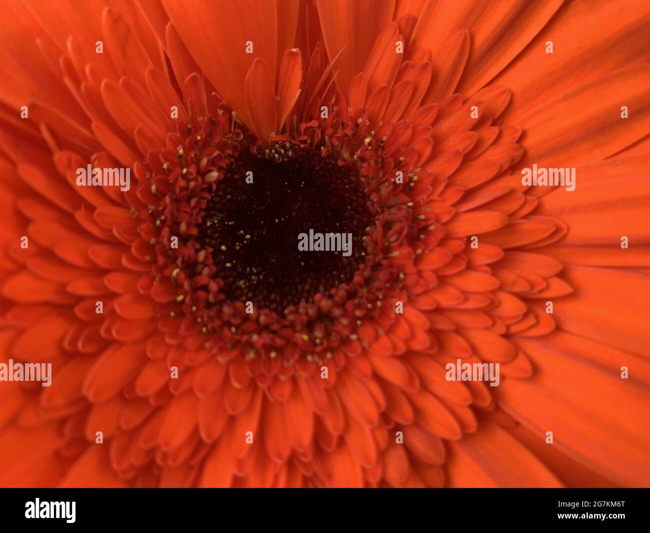 Floral core hi-res stock photography and images - Alamy