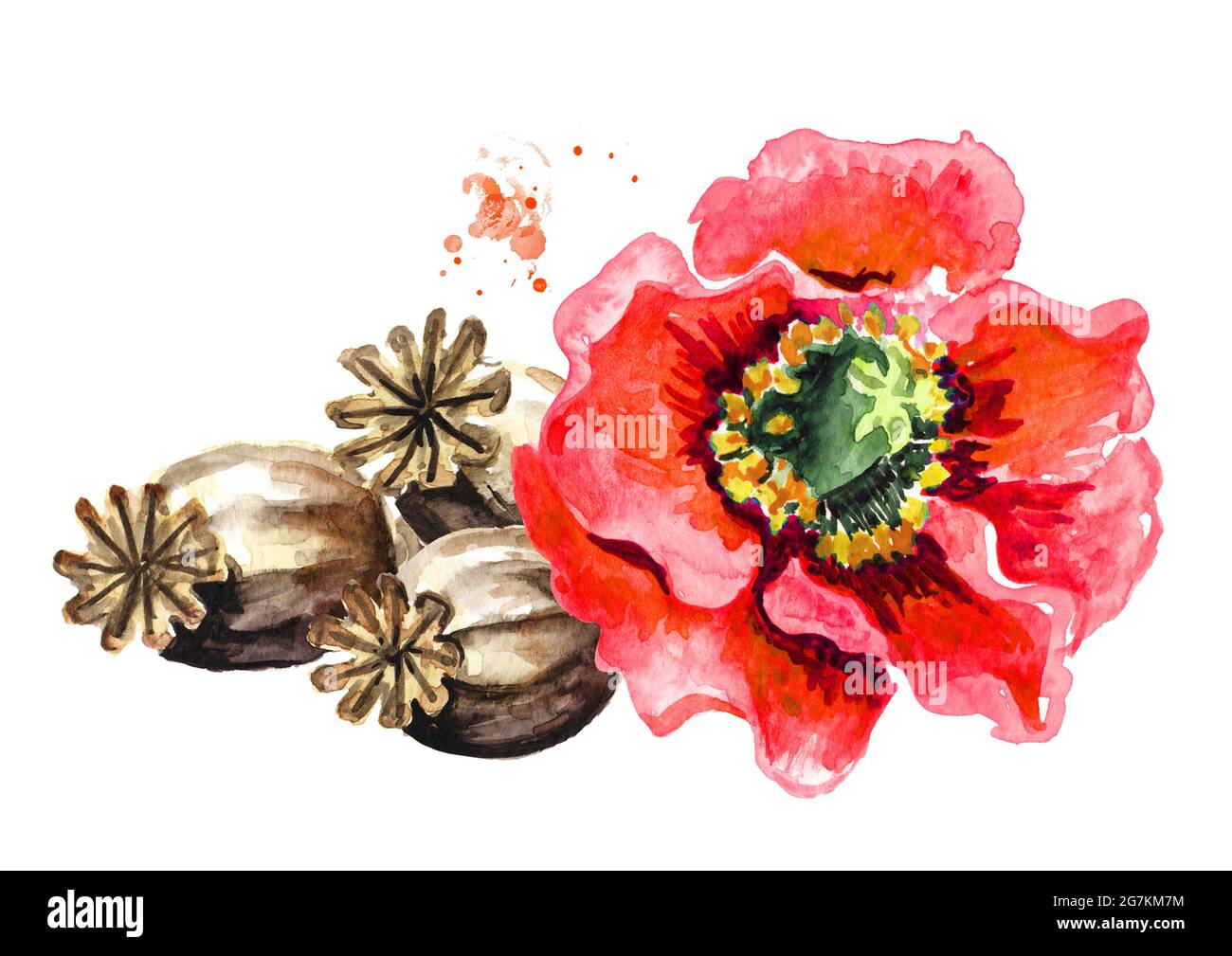 Red poppy flower and Dry heads. Hand drawn watercolor illustration ...