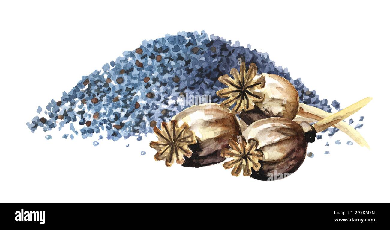 Blue poppy seeds and Dry Poppy heads. Hand drawn watercolor ...