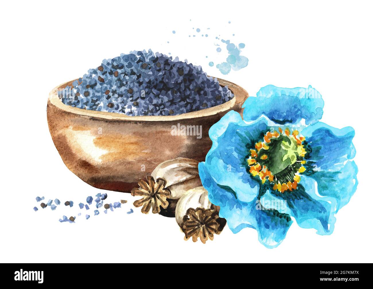 Bowl with Blue poppy seeds, flower and Dry heads. Hand drawn watercolor ...