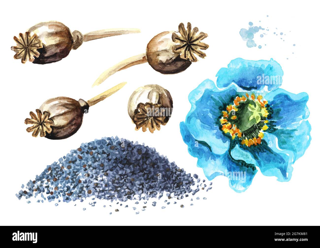 Blue poppy flower, seeds and Dry heads set. Hand drawn watercolor ...