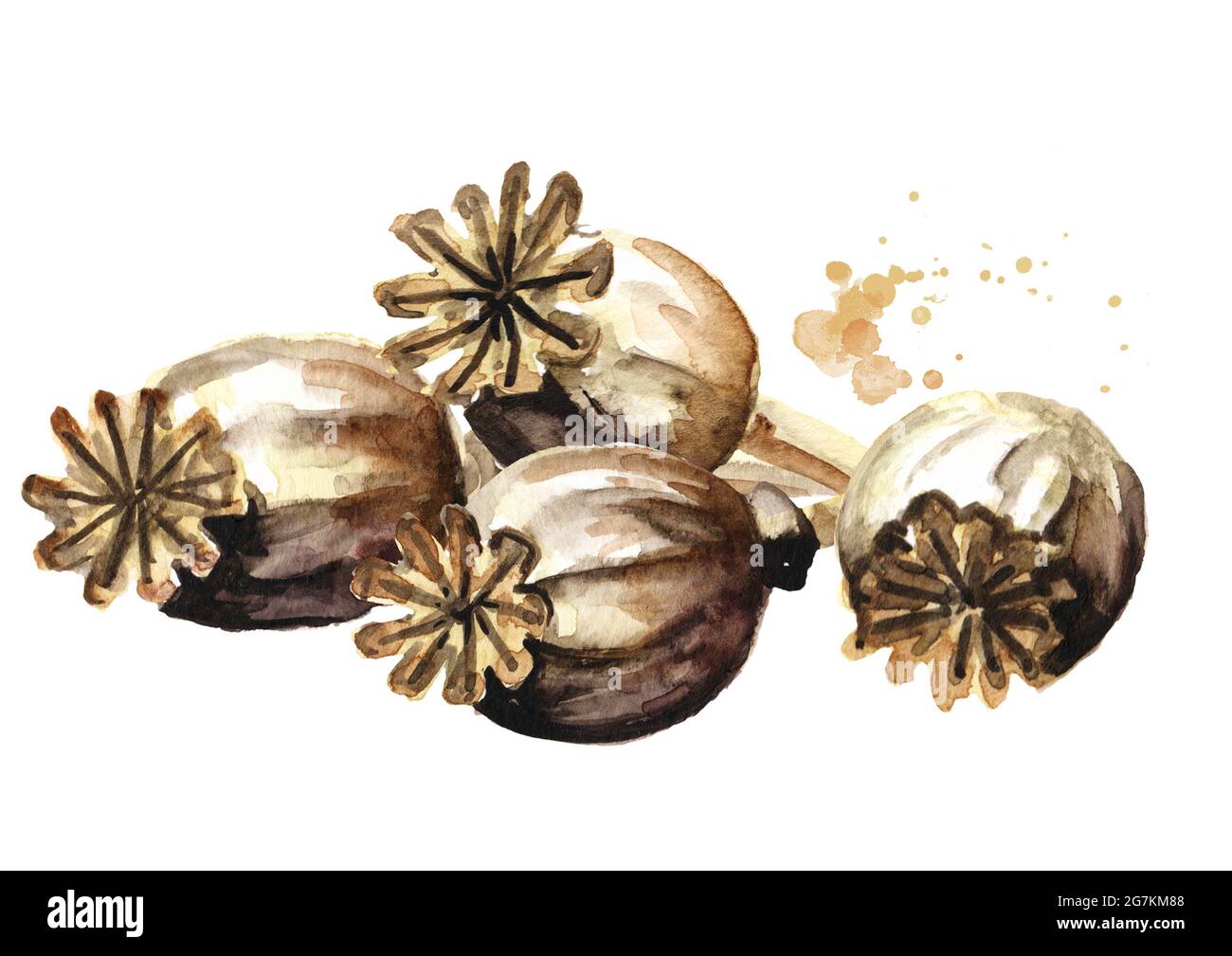 Dry Poppy heads. Hand drawn watercolor illustration, isolated on white ...