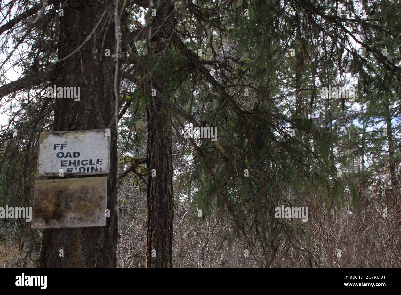 Old damaged signboard on tree trunk in a forest Stock Photo - Alamy