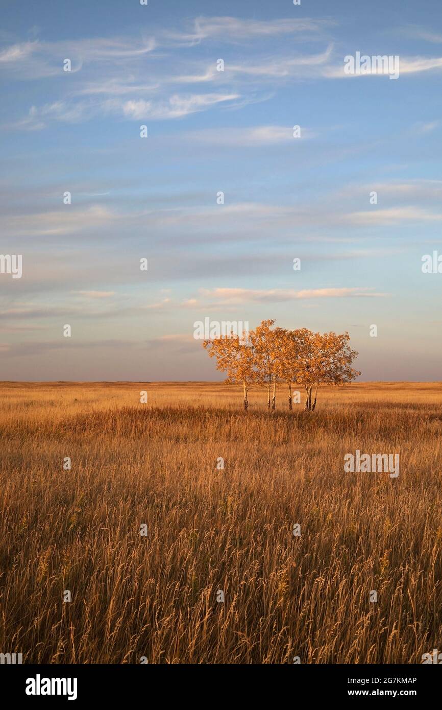 Prairie Grassland Biome