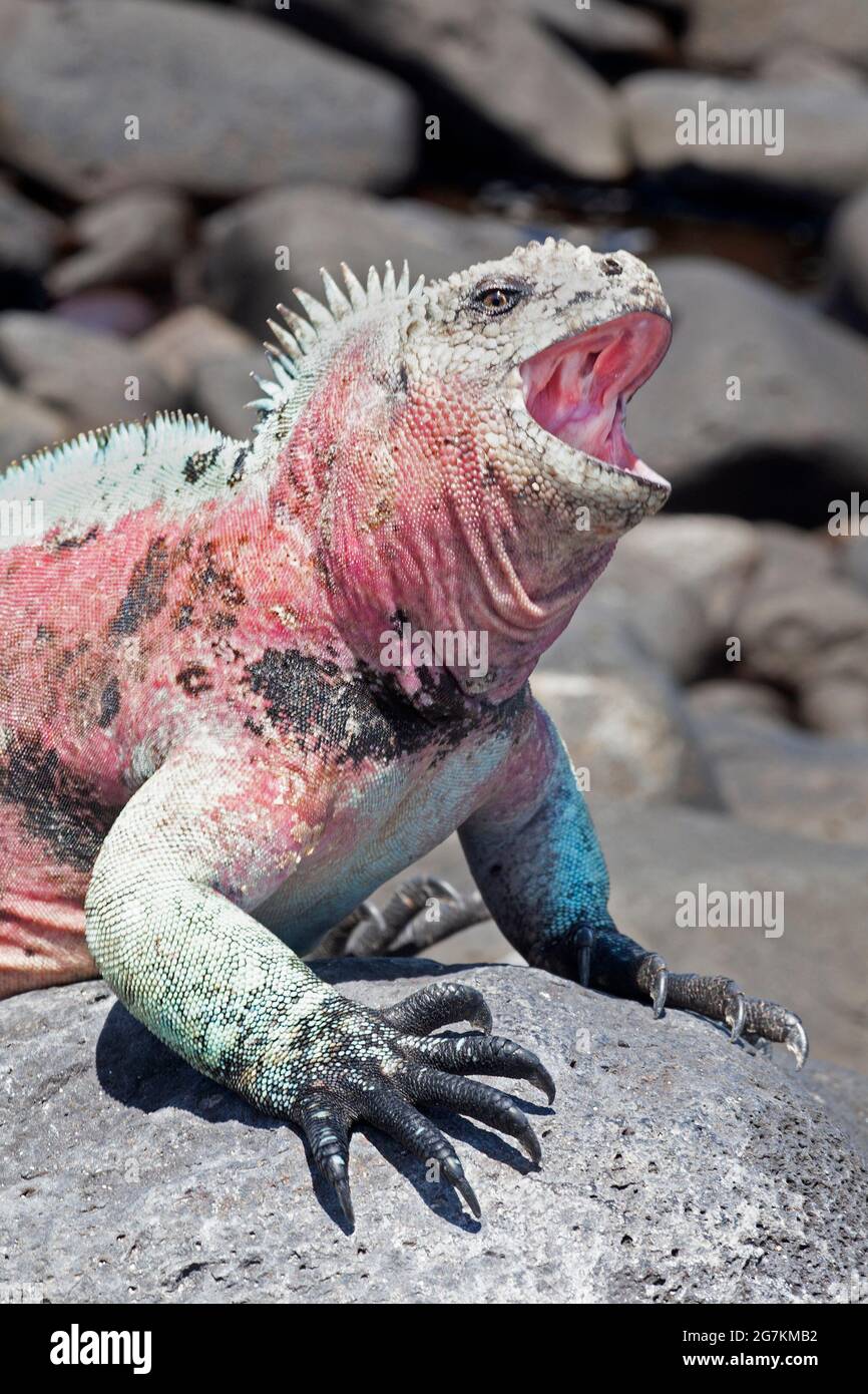 Breeding threat hi-res stock photography and images - Alamy