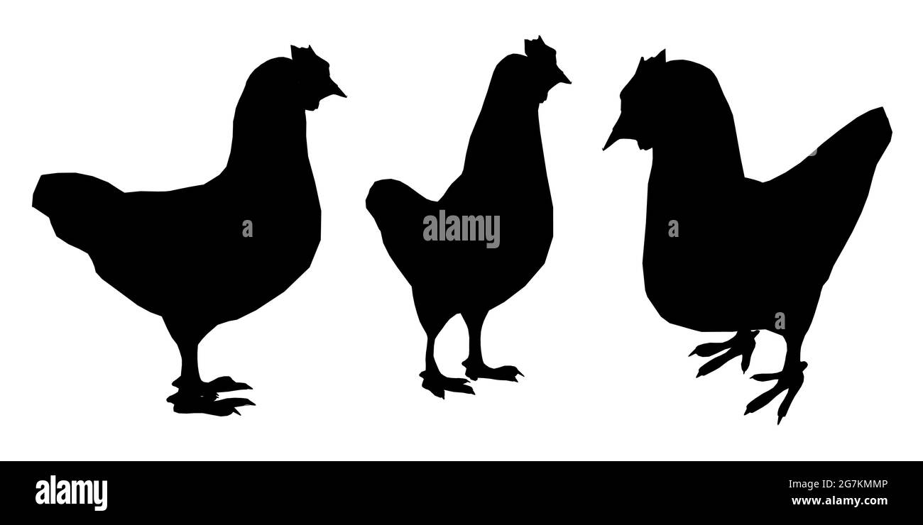 Set with silhouettes of chicken in different positions isolated on ...