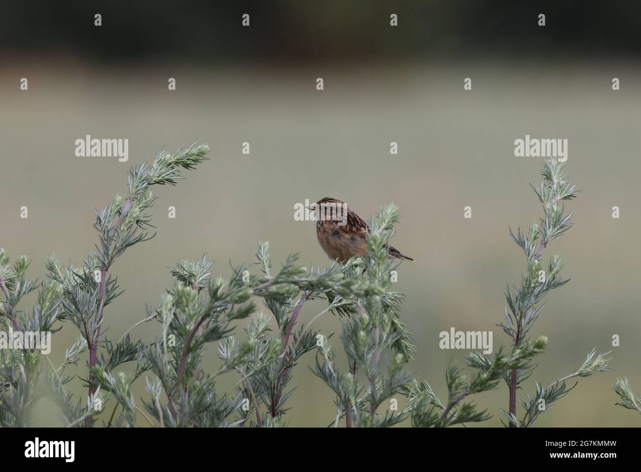 Young whinchat hi-res stock photography and images - Alamy