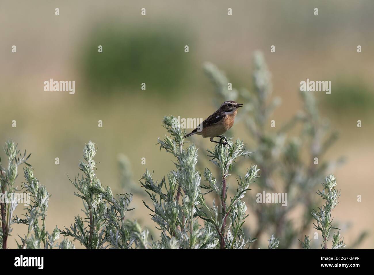 Young whinchat hi-res stock photography and images - Alamy