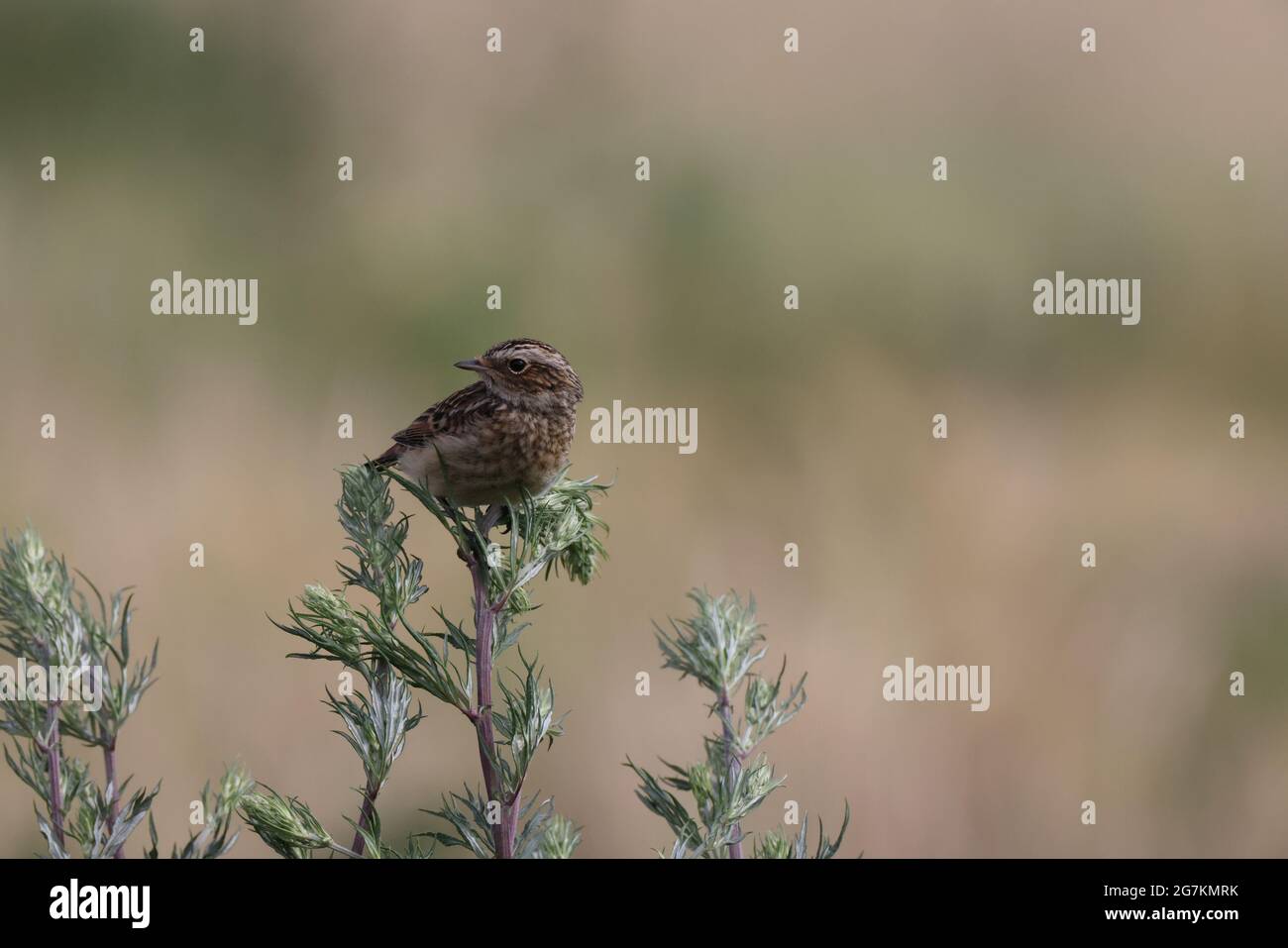 Young whinchat hi-res stock photography and images - Alamy