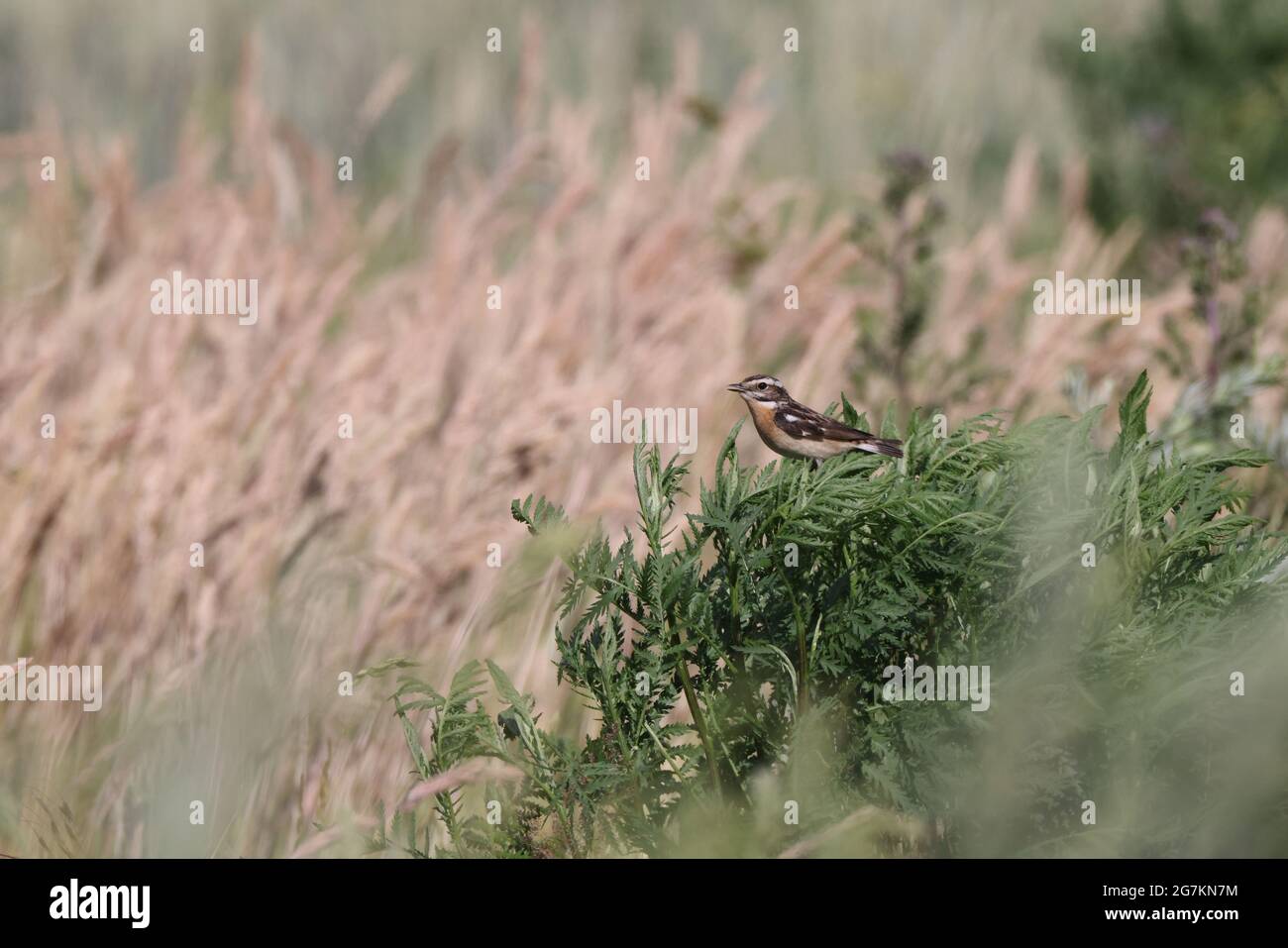 whinchat (Saxicola rubetra Stock Photo - Alamy