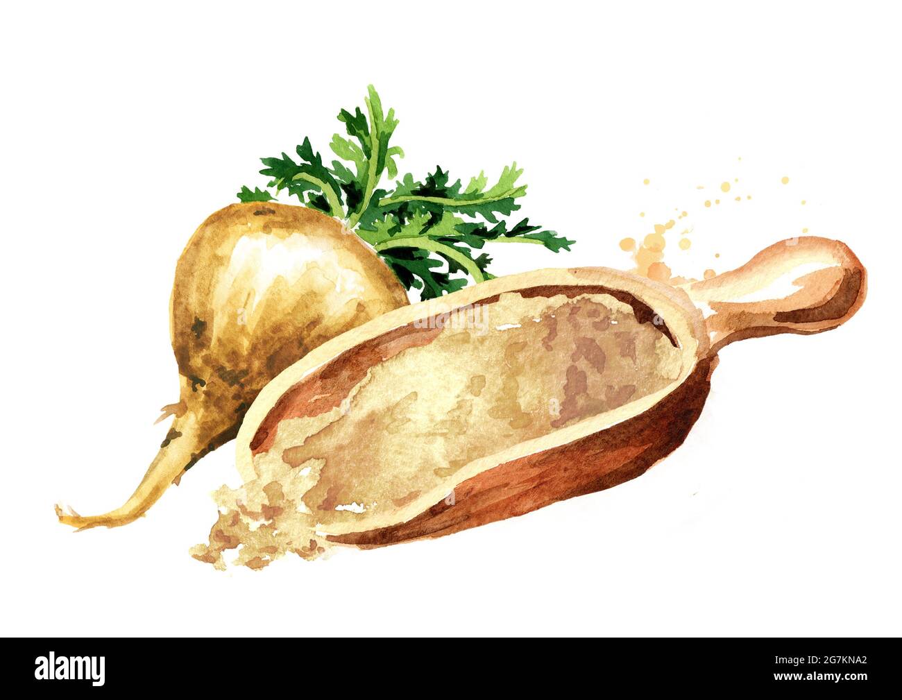 Maca root or Peruvian ginseng with maca powder. Organic vegetable ...