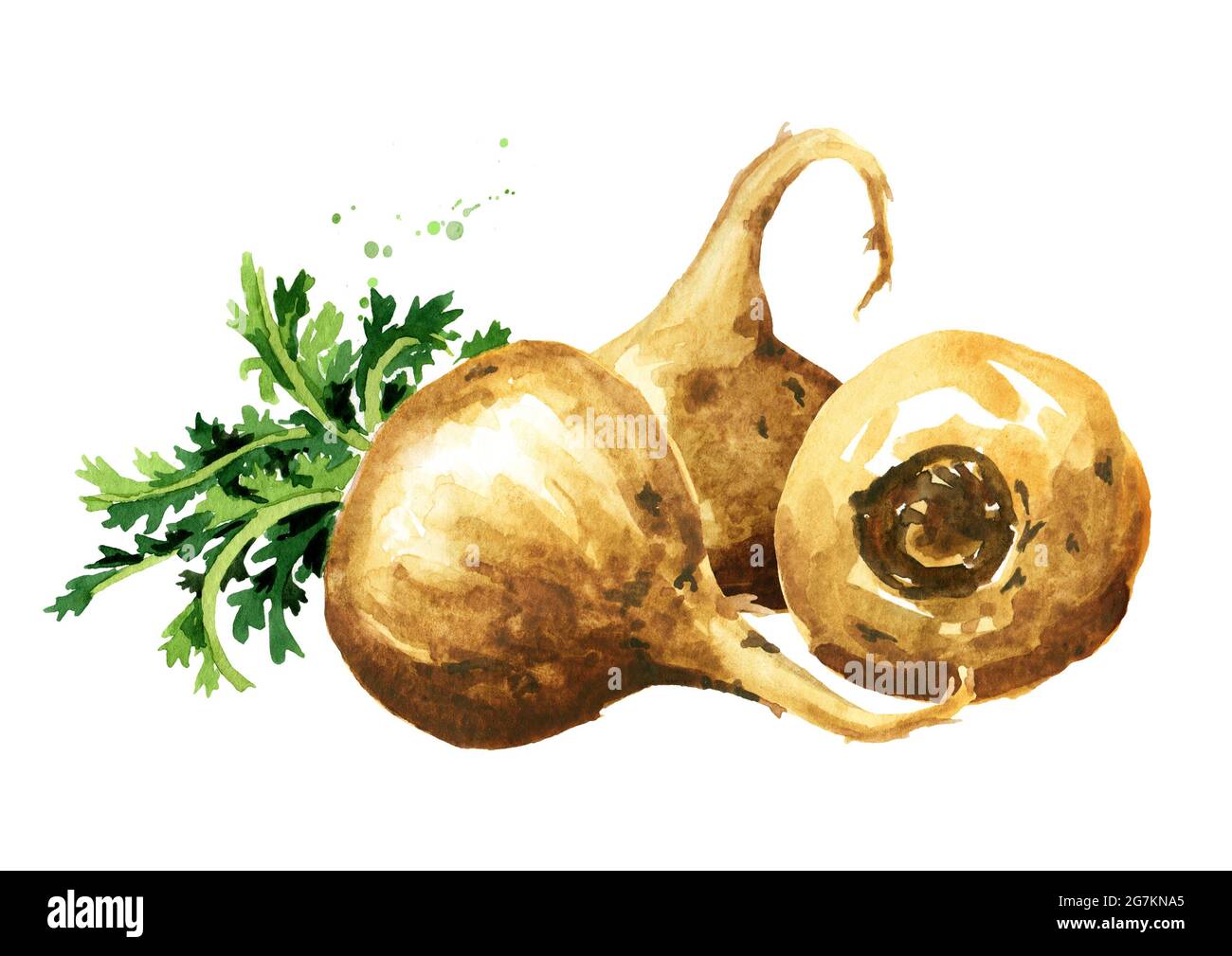 Maca root or Peruvian ginseng. Organic vegetable, superfood. Watercolor ...