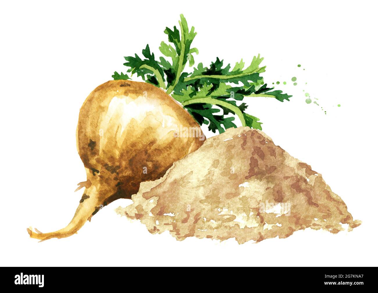 Maca root or Peruvian ginseng with powder, Organic vegetable, superfood ...