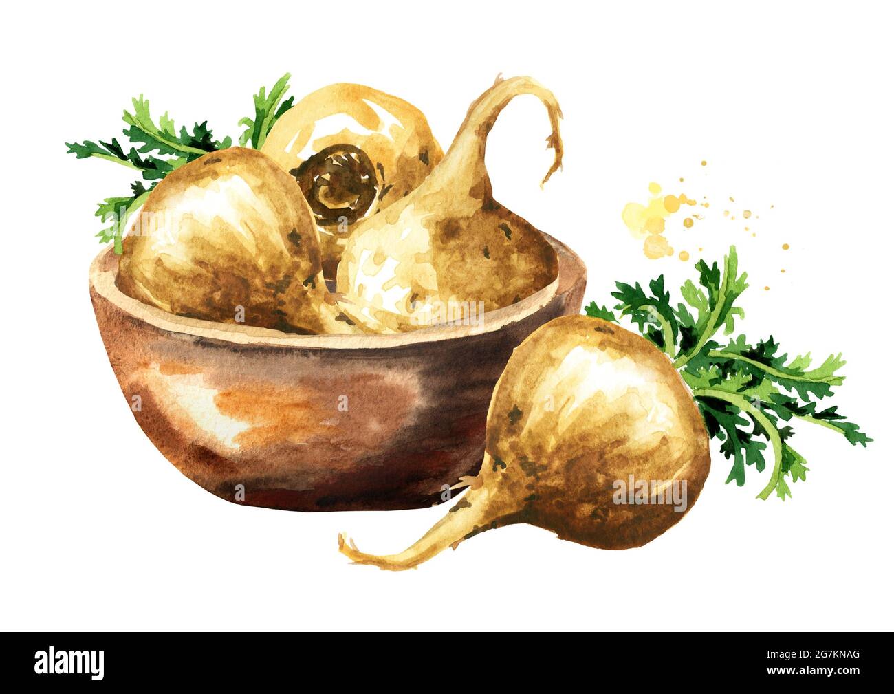 Bowl with Maca root or Peruvian ginseng. Organic vegetable, superfood ...