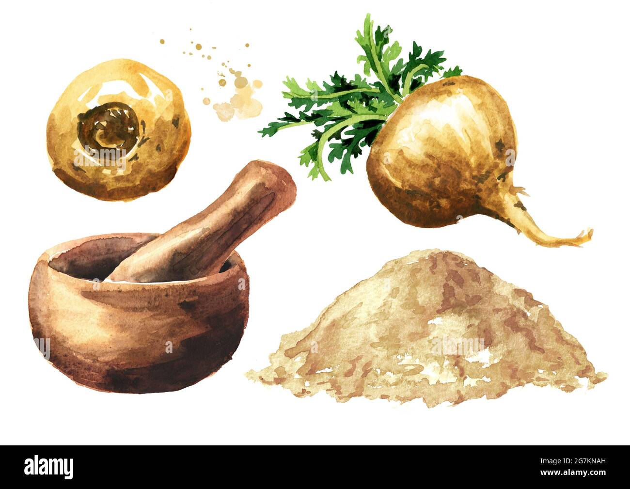 Maca root or Peruvian ginseng with powder and mortar set, Organic ...