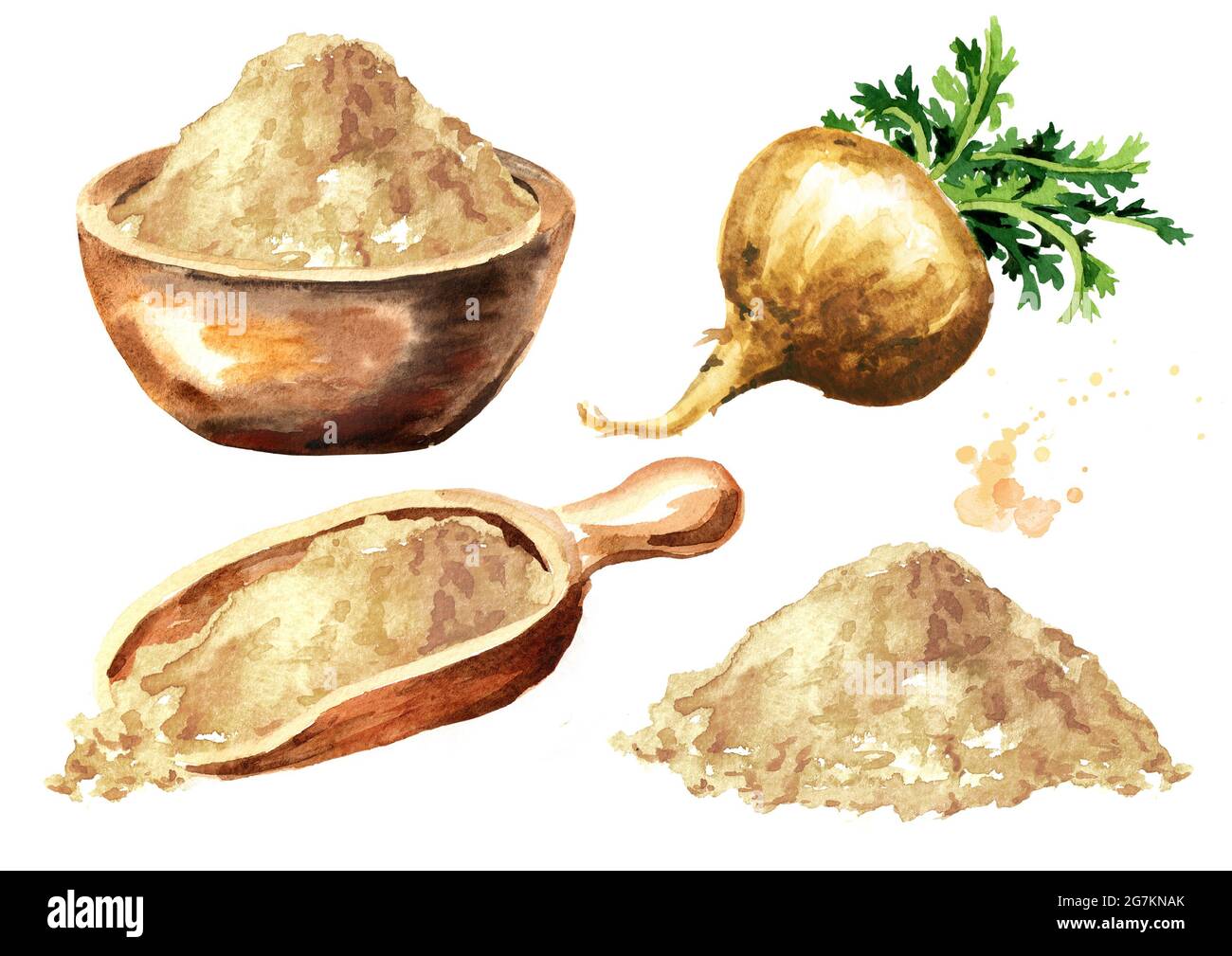 Maca root or Peruvian ginseng with maca powder set. Organic vegetable ...