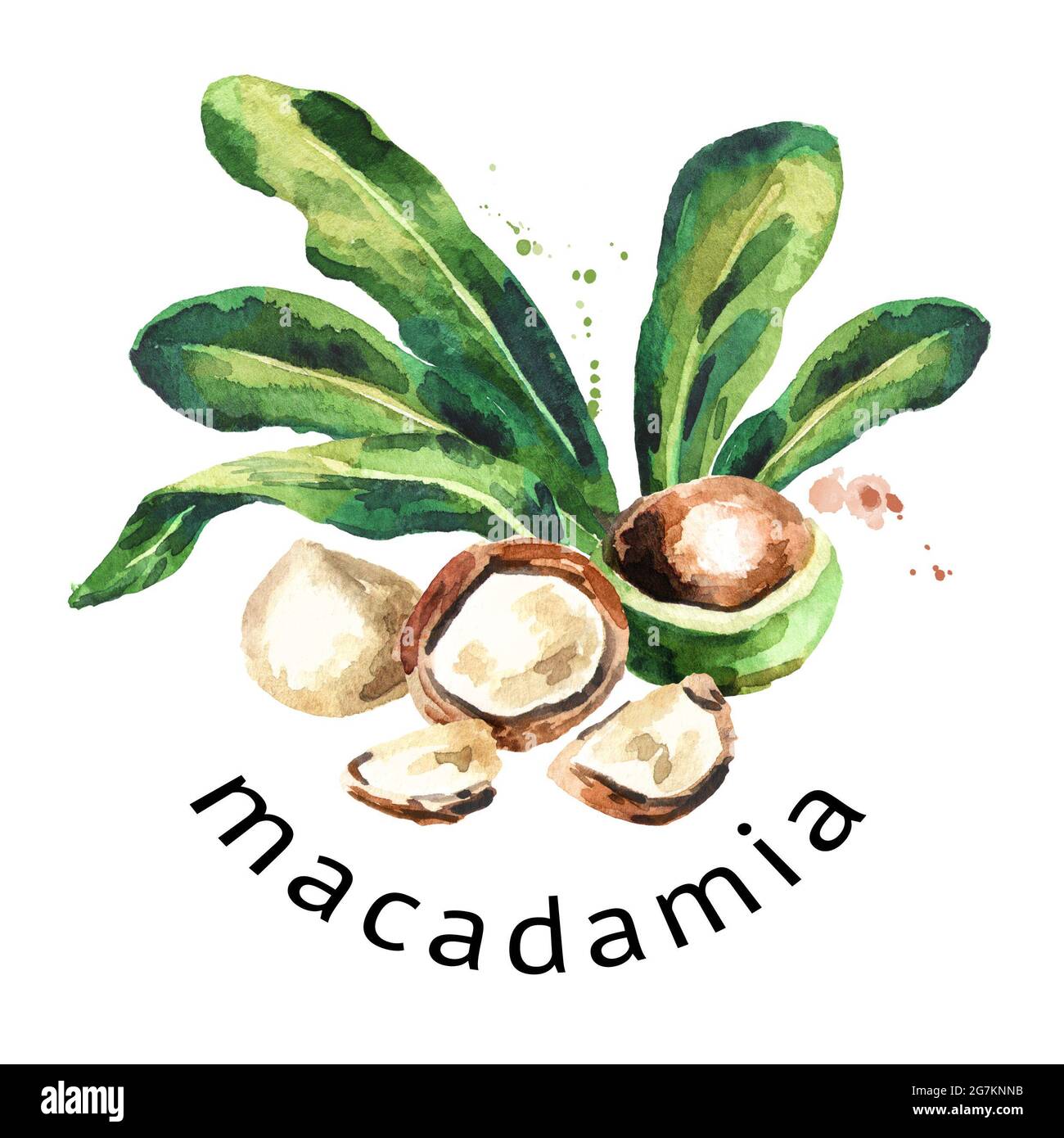 Macadamia nuts round composition. Watercolor hand-drawn illustration ...