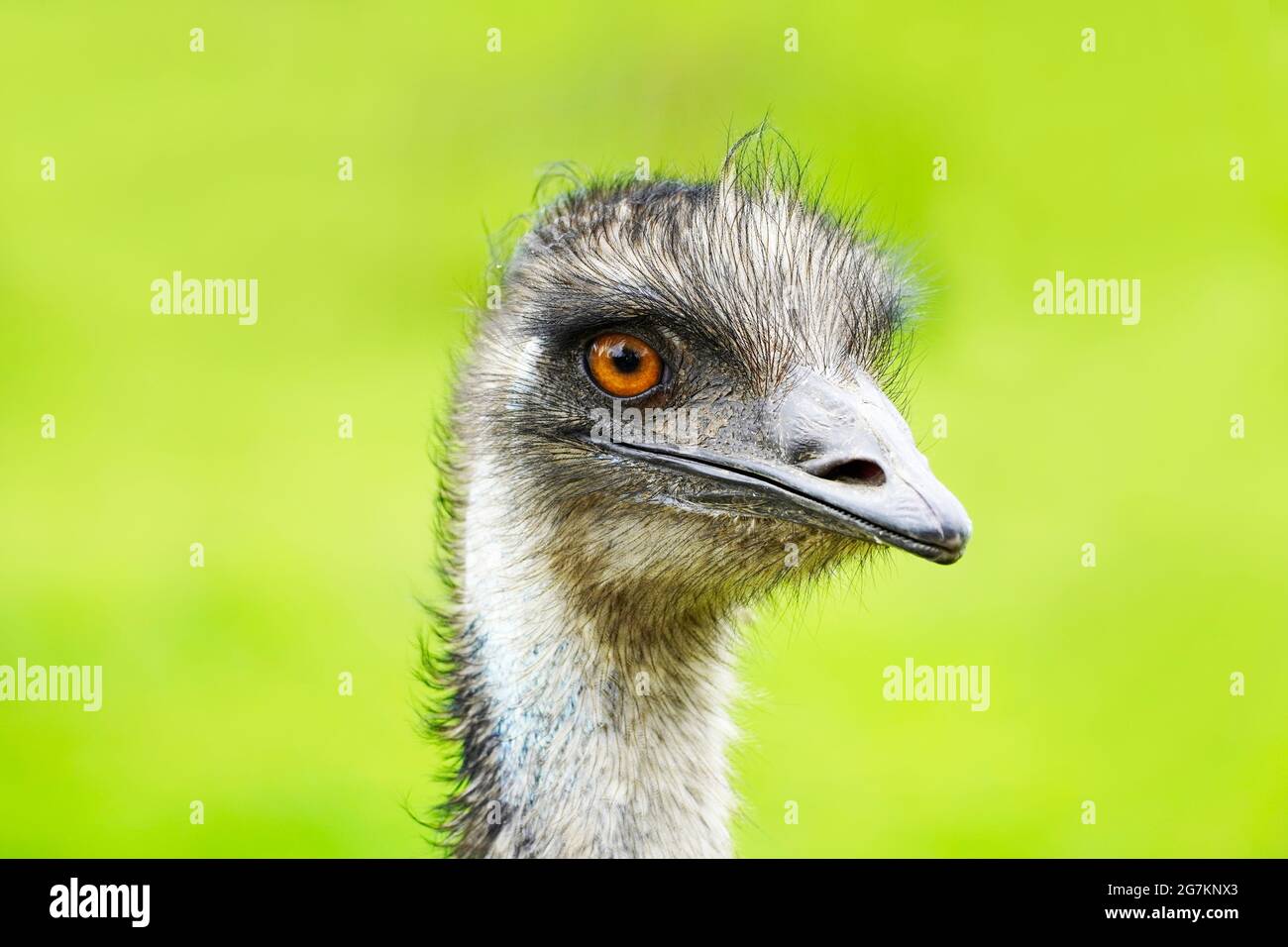 Emu eyes hi-res stock photography and images - Alamy