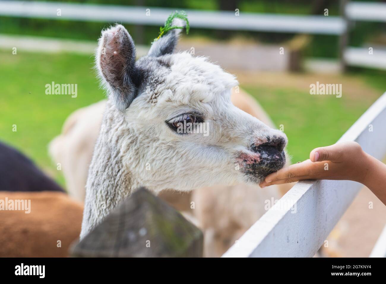 Boy hand feeding an alpaca at a farm zoo in a summer day.kid feeding ...
