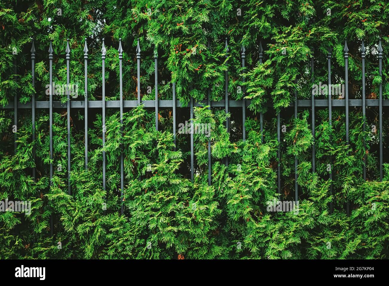Green plant wall and fence as plant texture, nature background and ...