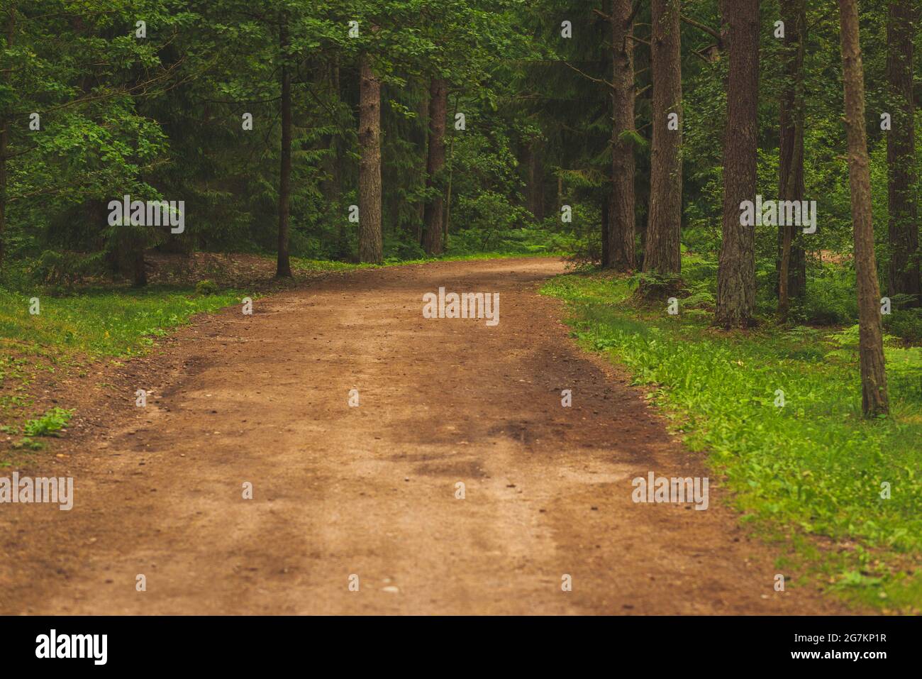 Beautiful empty path through a forest in forest. Rural landscape in ...