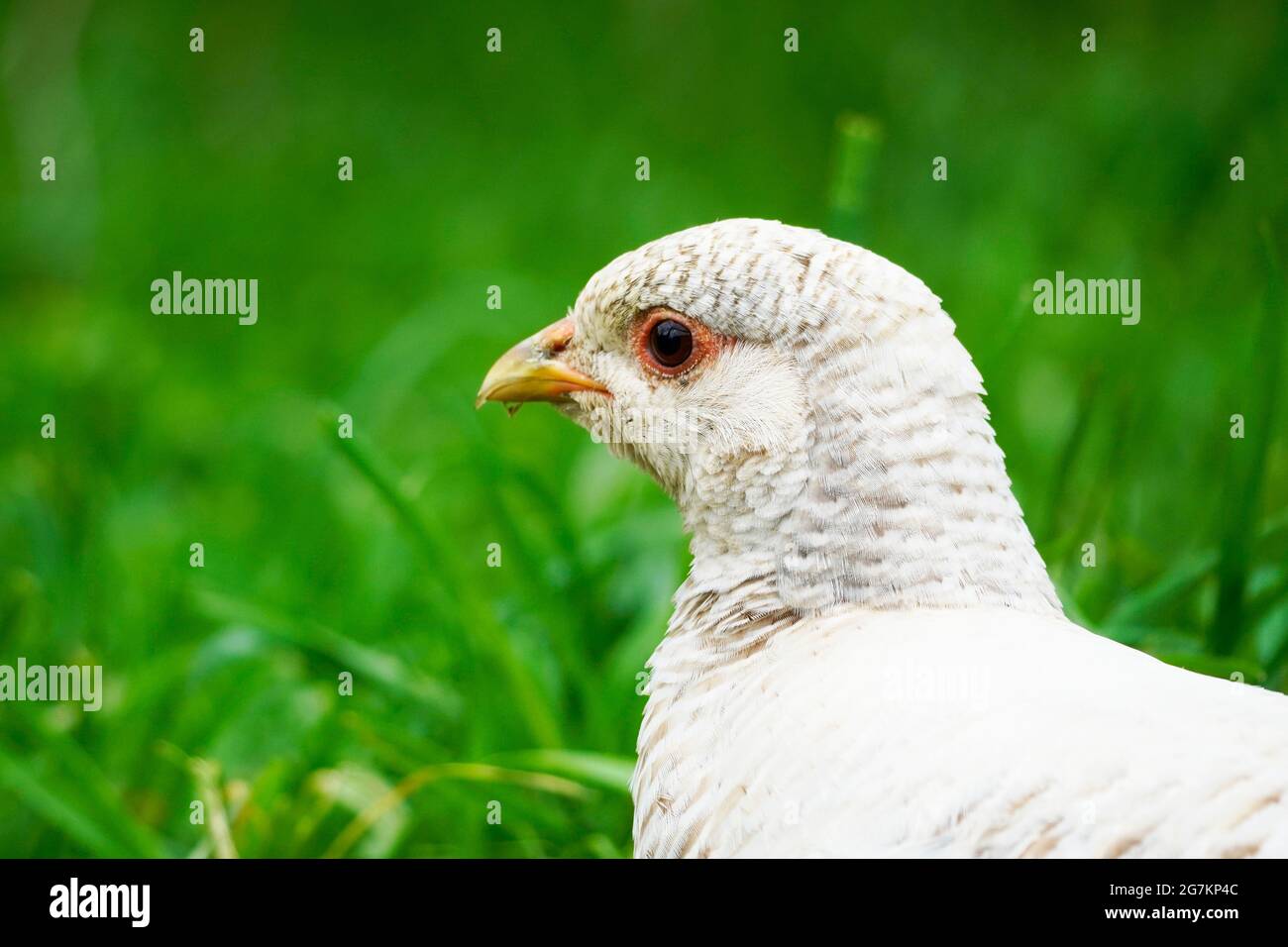 Hen hen hi-res stock photography and images - Alamy