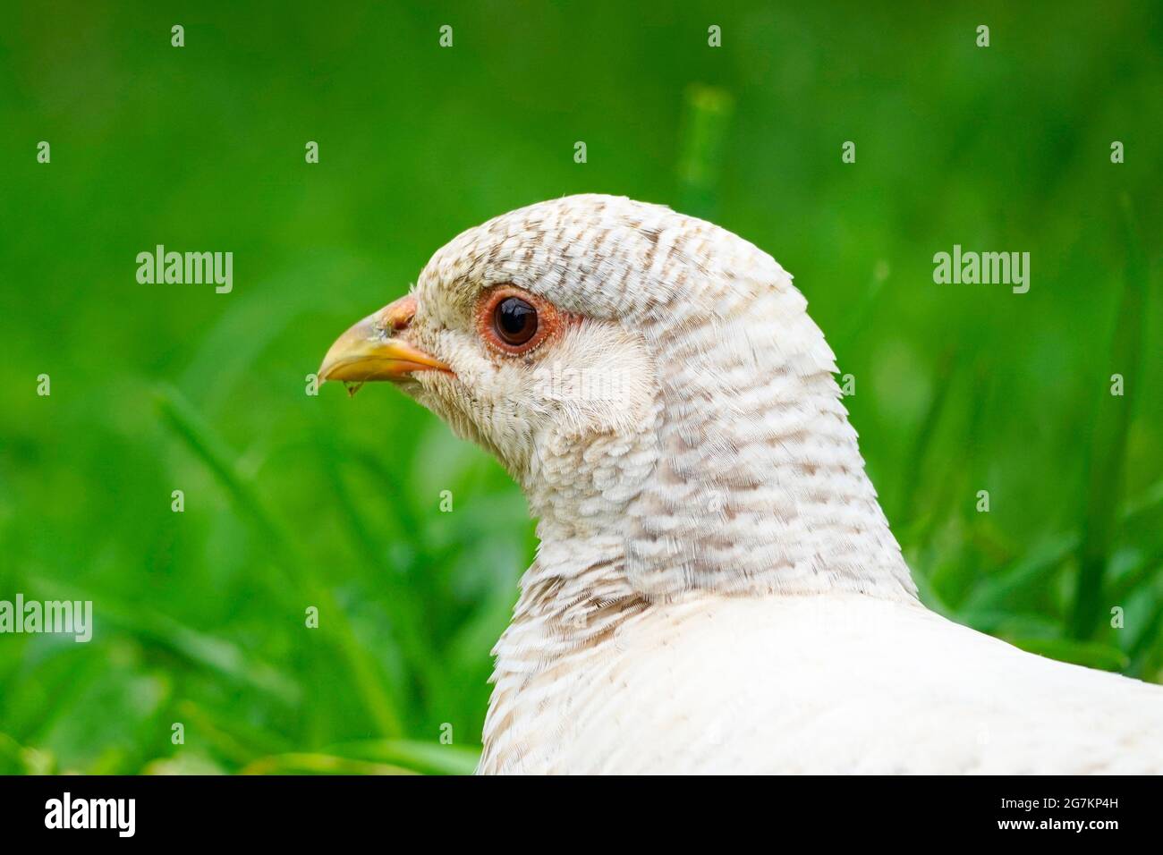 Hen hen hi-res stock photography and images - Alamy