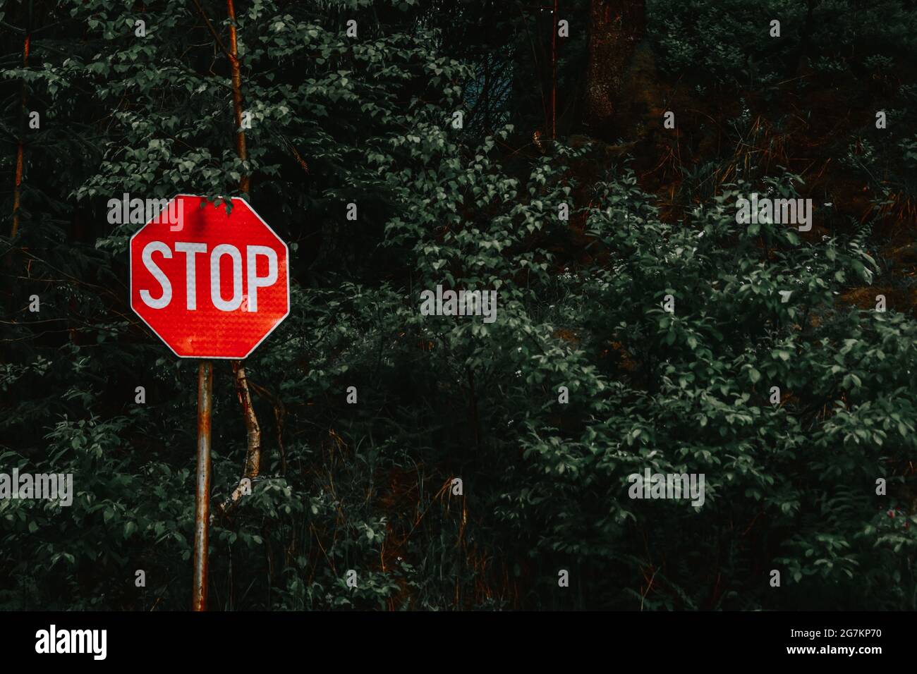 STOP road sign in front of trees Stock Photo - Alamy