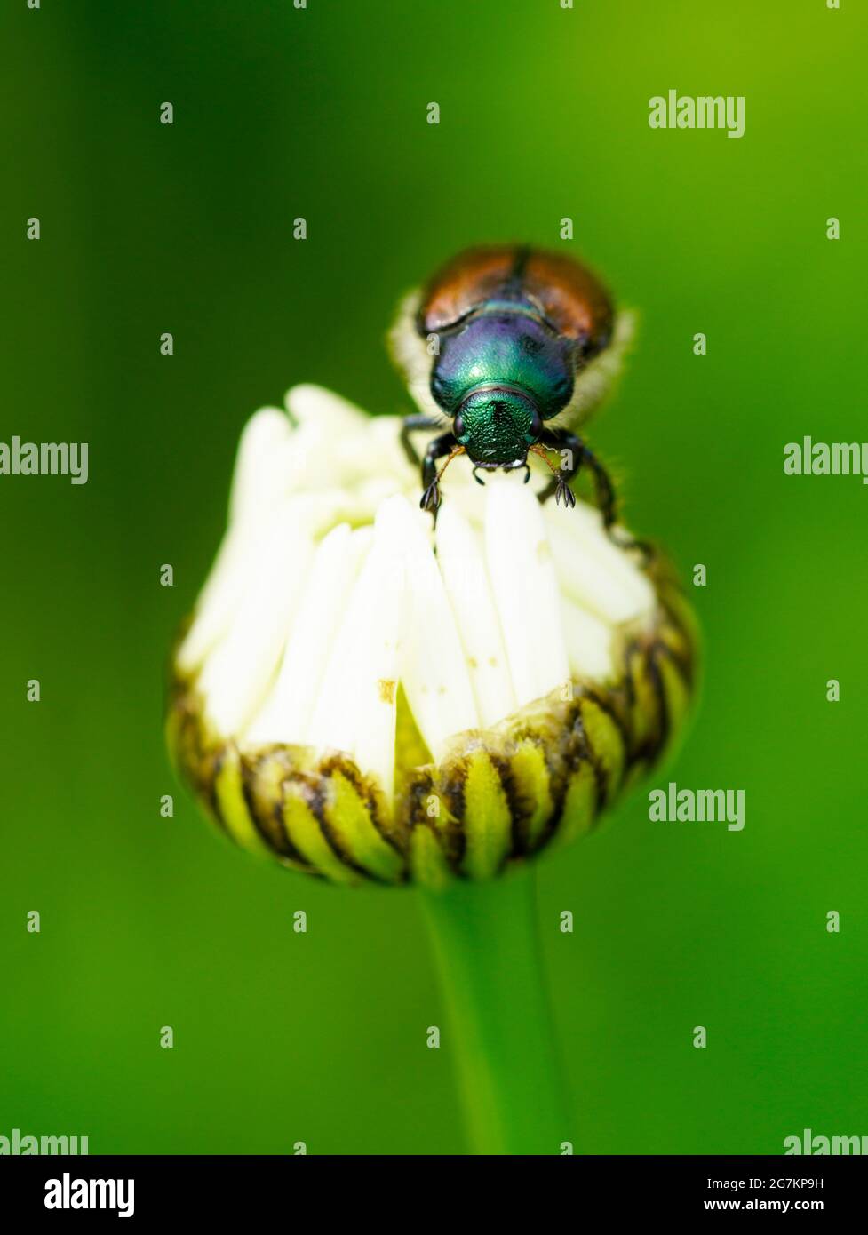 Garden chafer with a green-brown back. Phyllopertha horticola. Insect ...