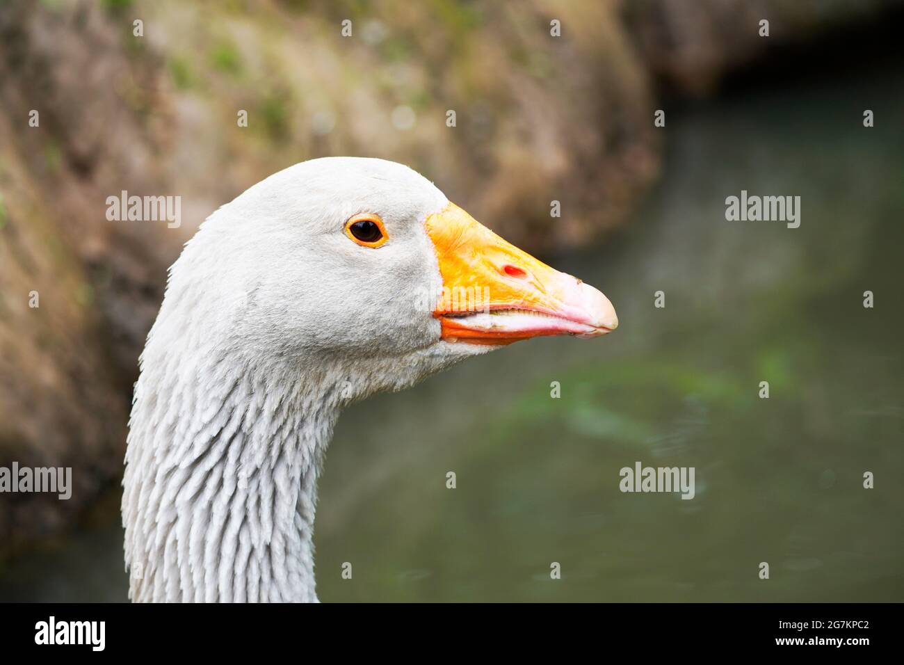 Side portrait of a goose hi-res stock photography and images - Alamy