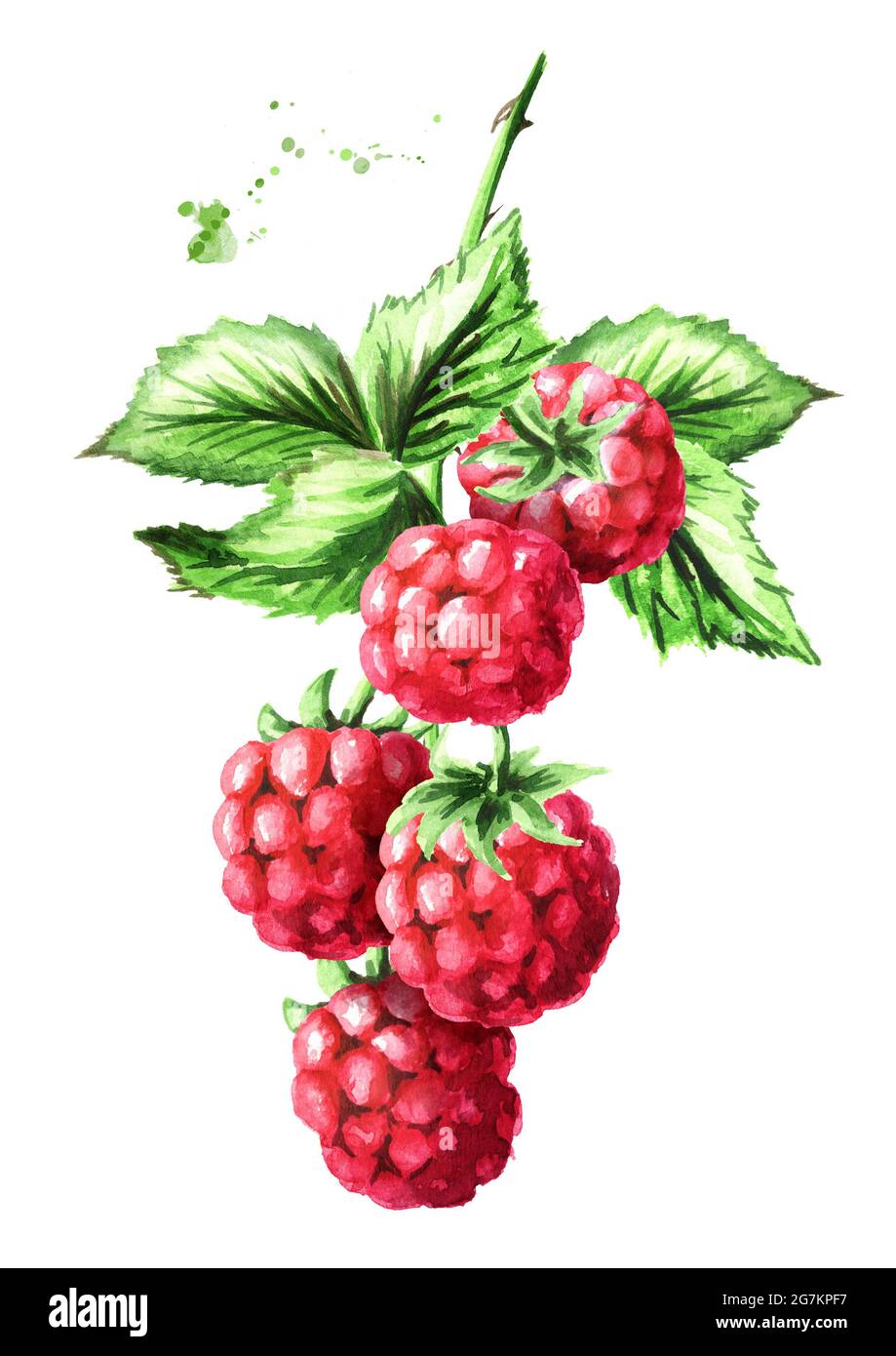 Brunch of two ripe raspberries with green leaves. Watercolor hand drawn ...
