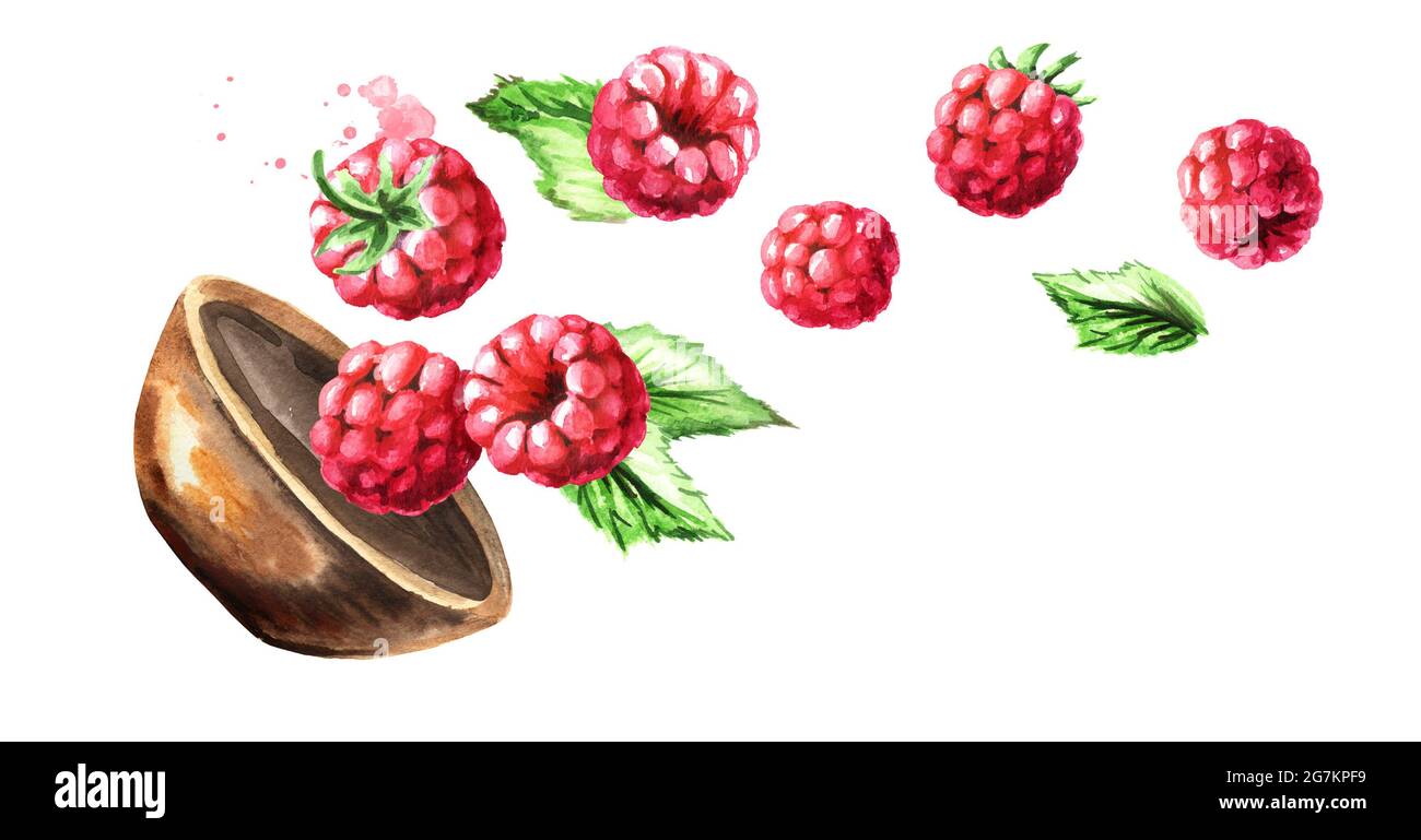Bowl with ripe raspberry. Watercolor hand drawn horizontal illustration ...