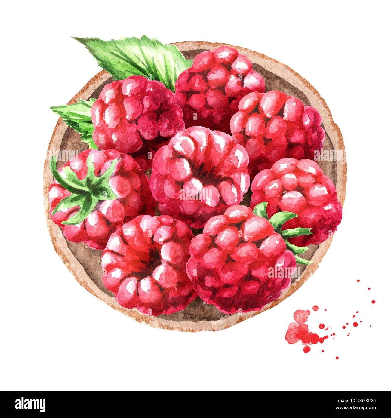 Bowl with ripe raspberry, top view. Watercolor hand drawn illustration ...