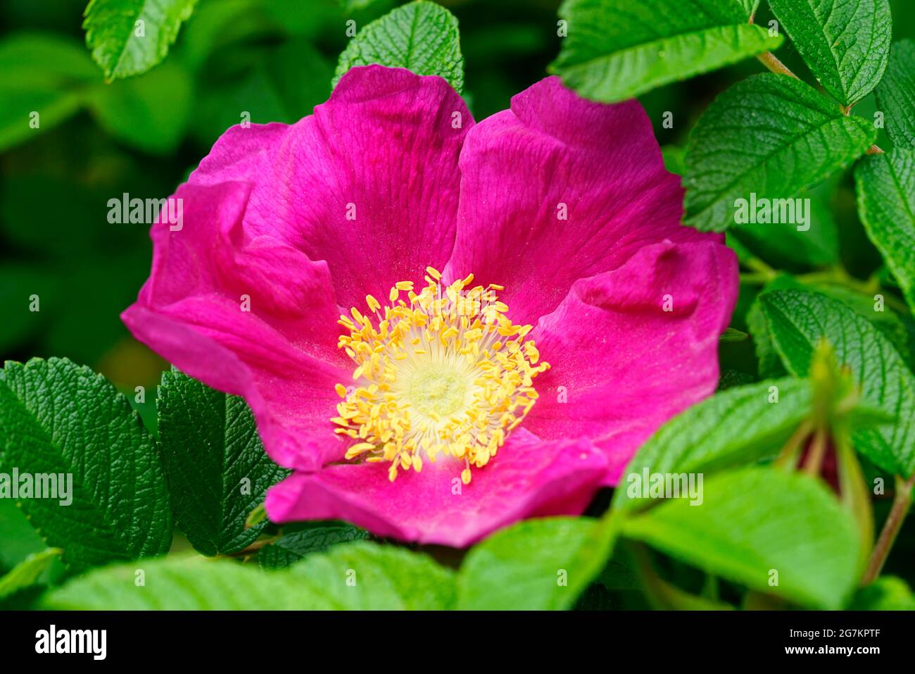 Pink flower of the rose hip. Plant in close-up. Rosa canina Stock Photo ...