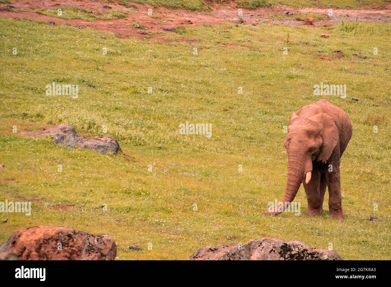 Sad lonely baby elephant walking alone in a big empty field trying to ...