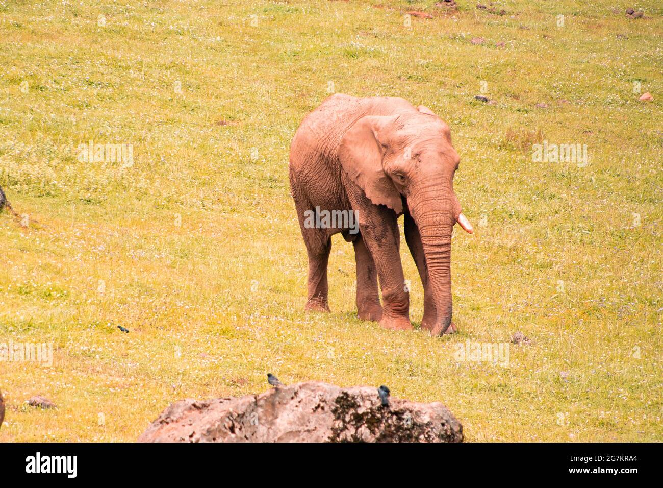 Sad lonely baby elephant with one tusk walking around an empty green ...