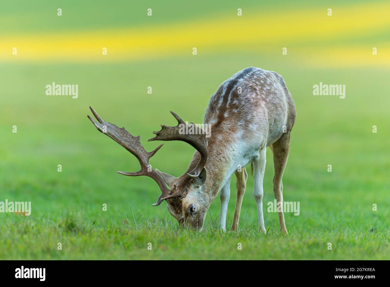 Fallow Deer Stag in the park at Holkham, Norfolk UK Stock Photo - Alamy