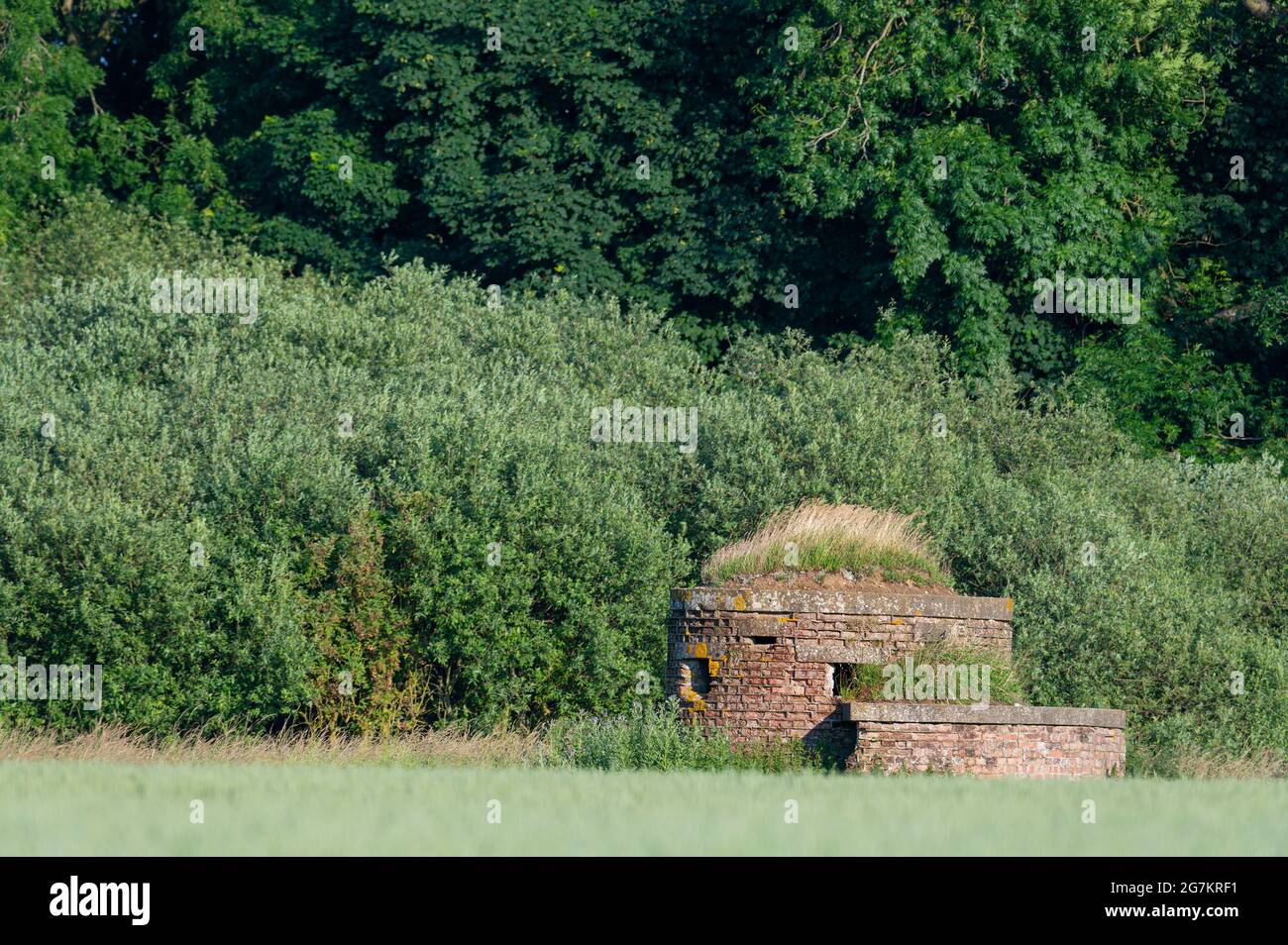World War II brick and concrete round pillbox at the edge of an arable ...