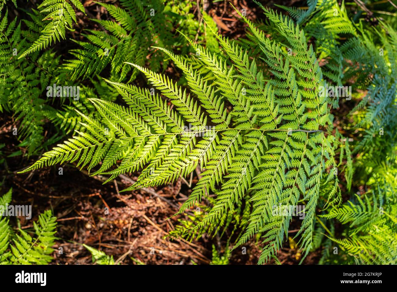 Soft tree fern hi-res stock photography and images - Alamy