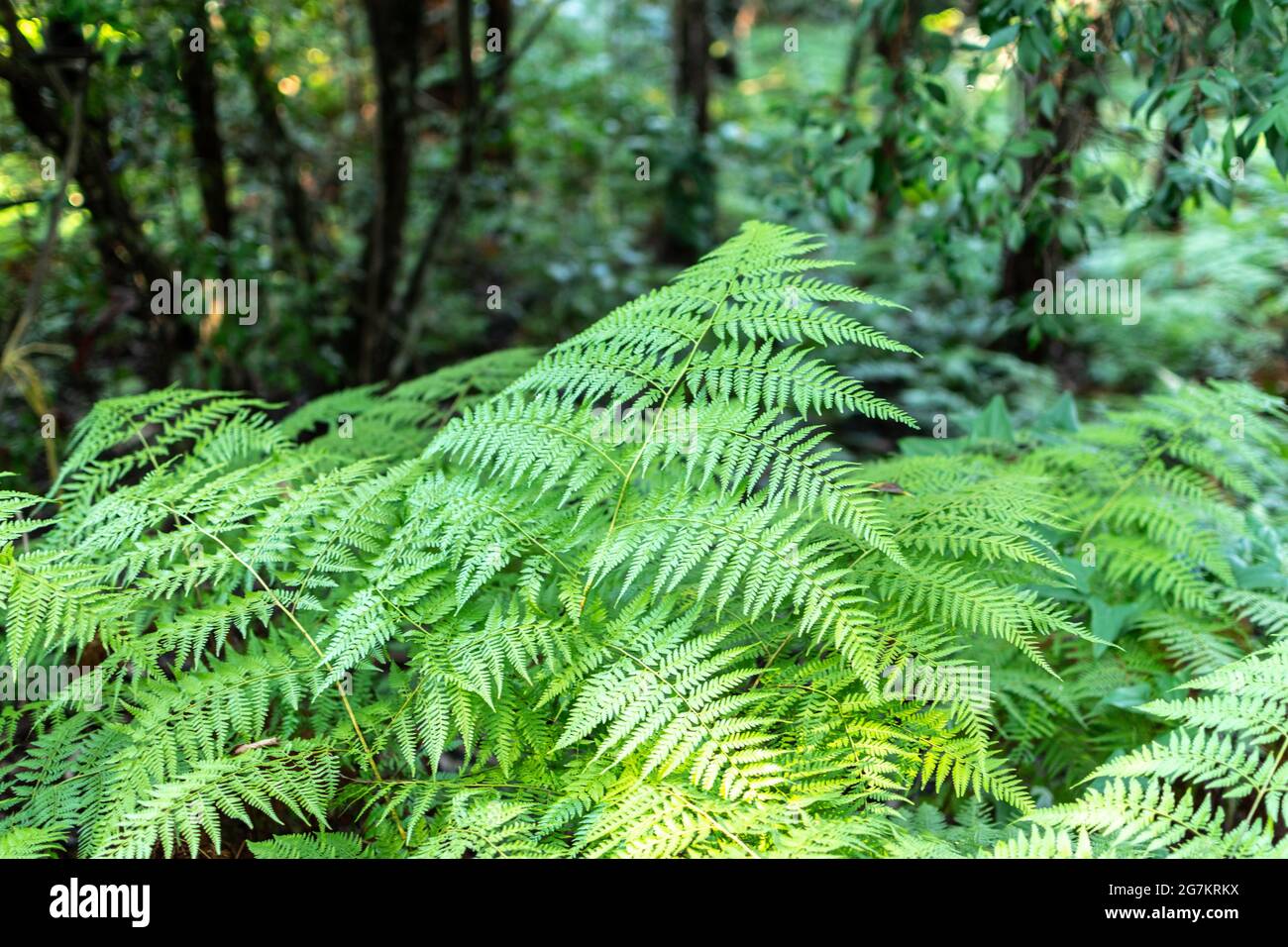 Soft tree fern hi-res stock photography and images - Alamy