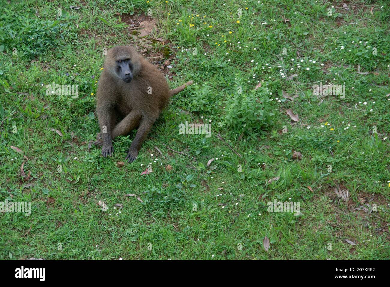 Small brown baboon sitting on a patch of vibrant green grass with its ...