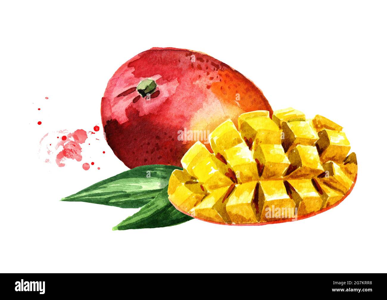Mango fruit with mango cubes. Watercolor hand drawn illustration ...