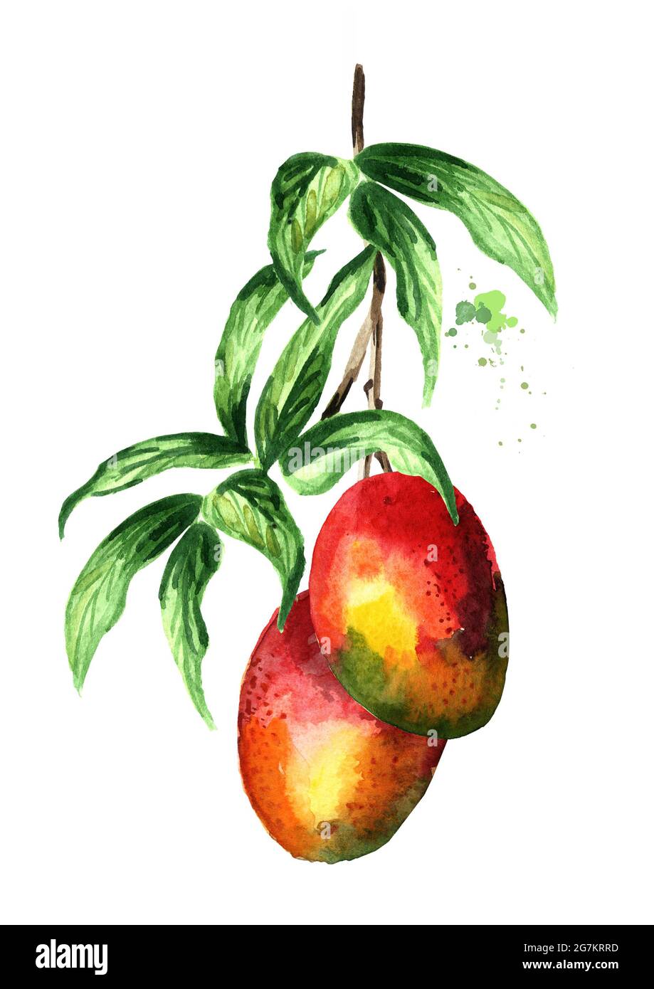 Green Mango branch with leaves and mango fruits. Watercolor hand drawn ...